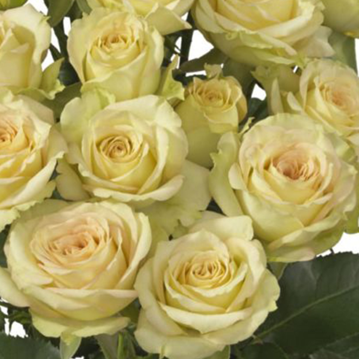 Spray Rose Estevana - Product on Thursd