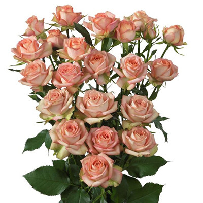 Rose Monte Carlo - Thursd