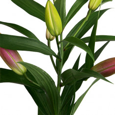 Lily Dalian | Product Featured on Thursd.com