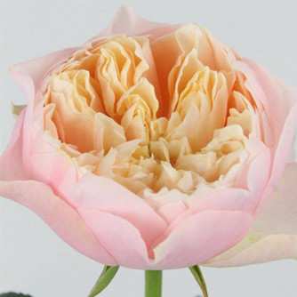 Rose Born Free - Thursd