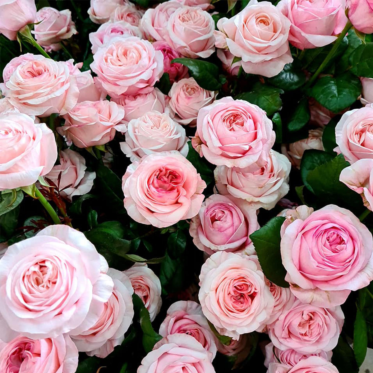 Rose Angie Romantica