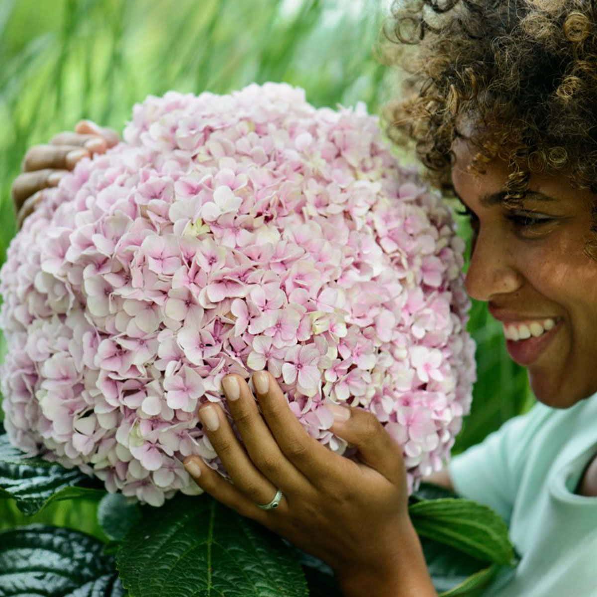 Hydrangea Hy-pe Avantgarde | Product Featured on Thursd.com