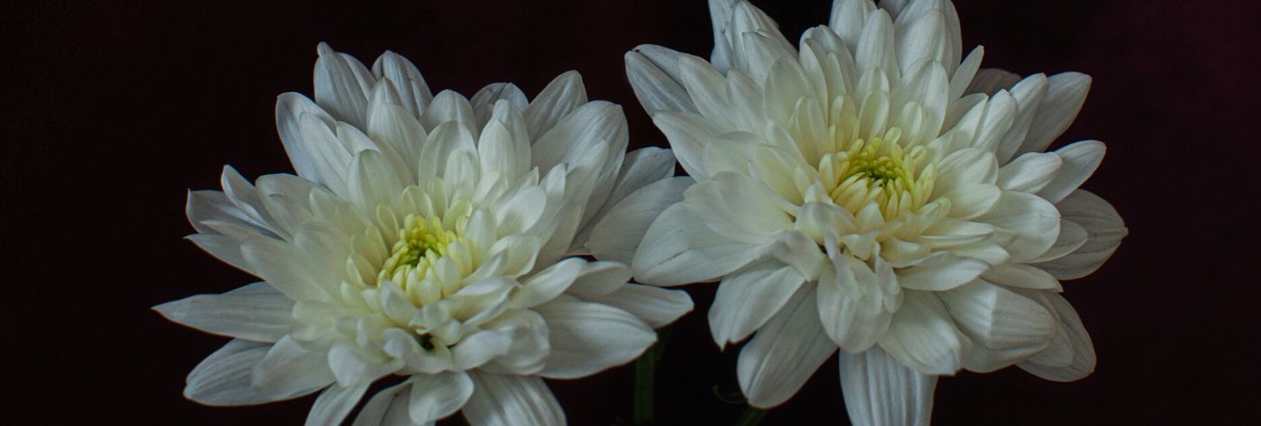 Chrysanthemum Zembla