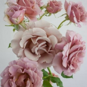 Vip Roses by Sassen - Thursd