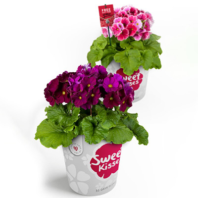 Primula Sweet Kisses | Product Featured on Thursd.com