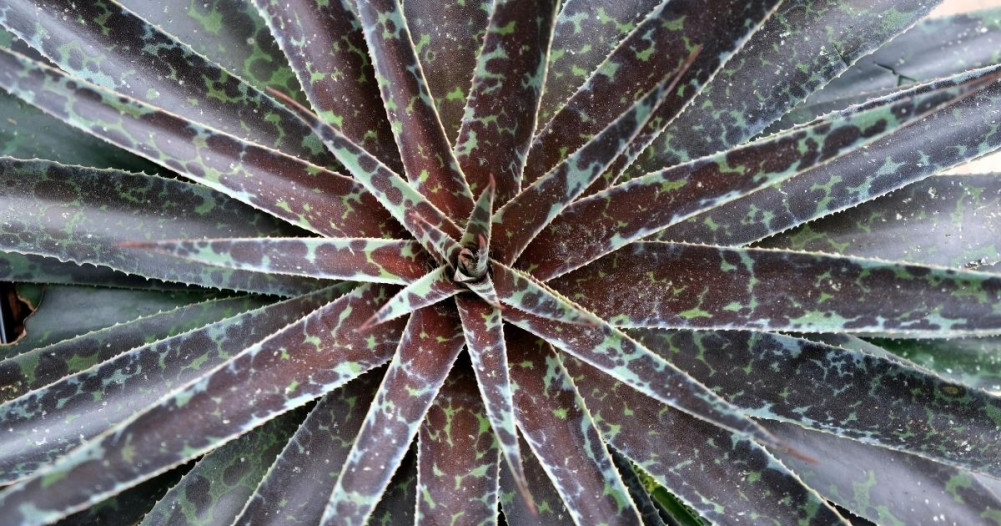 Mangave Moonglow | Product Featured on Thursd.com