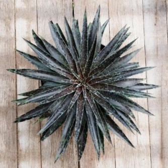 Mangave Moonglow | Product Featured on Thursd.com