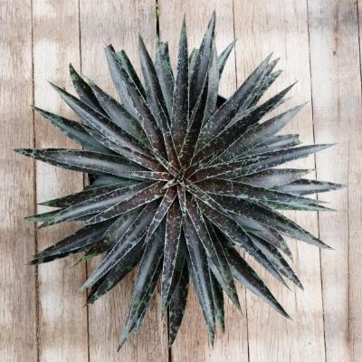 Mangave Moonglow | Product Featured on Thursd.com