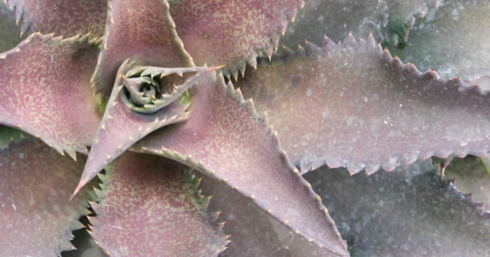 Mangave Silver Fox | Product Featured on Thursd.com