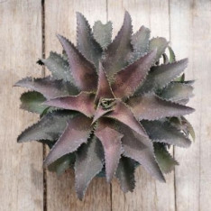 Mangave Silver Fox - Product onThursd