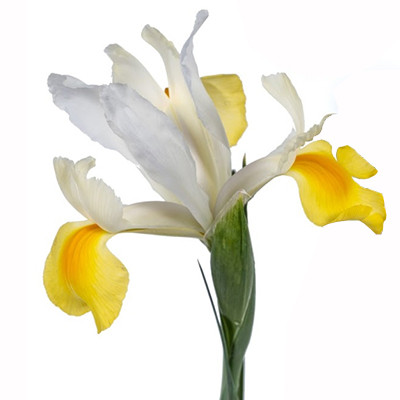 Landgoed Plant - Trader featured on Thursd