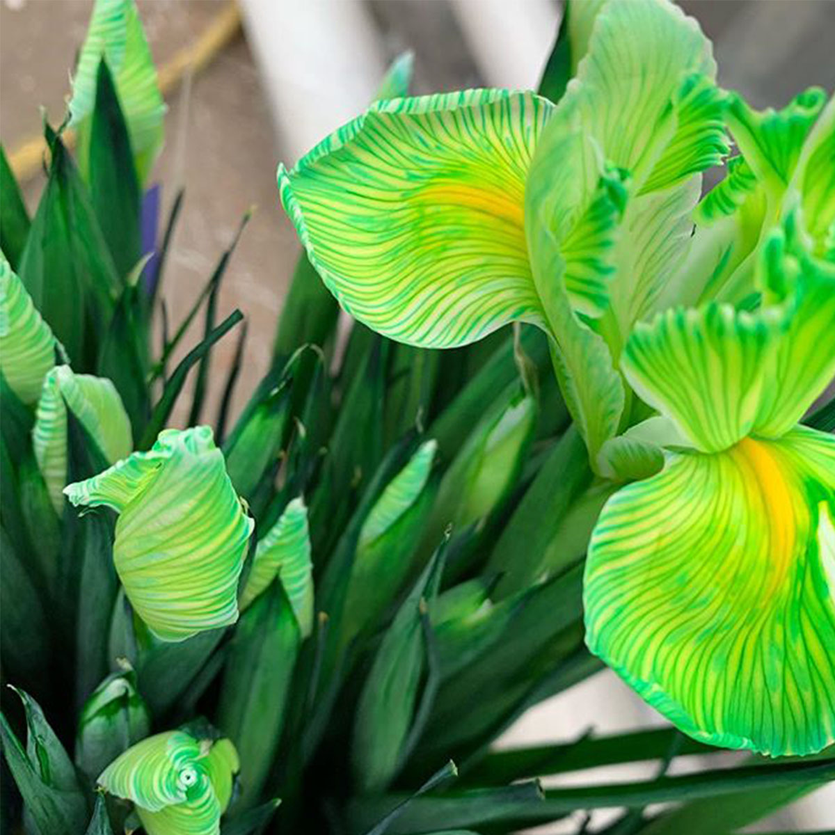 Iris Céladon | Product Featured on Thursd.com