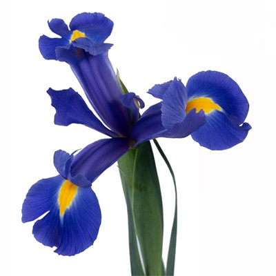 Decorum Plants & Flowers