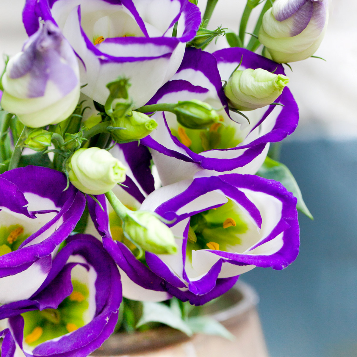 Lisianthus Piccolo Blue Picotee