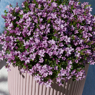 Campanula Ambella Pink