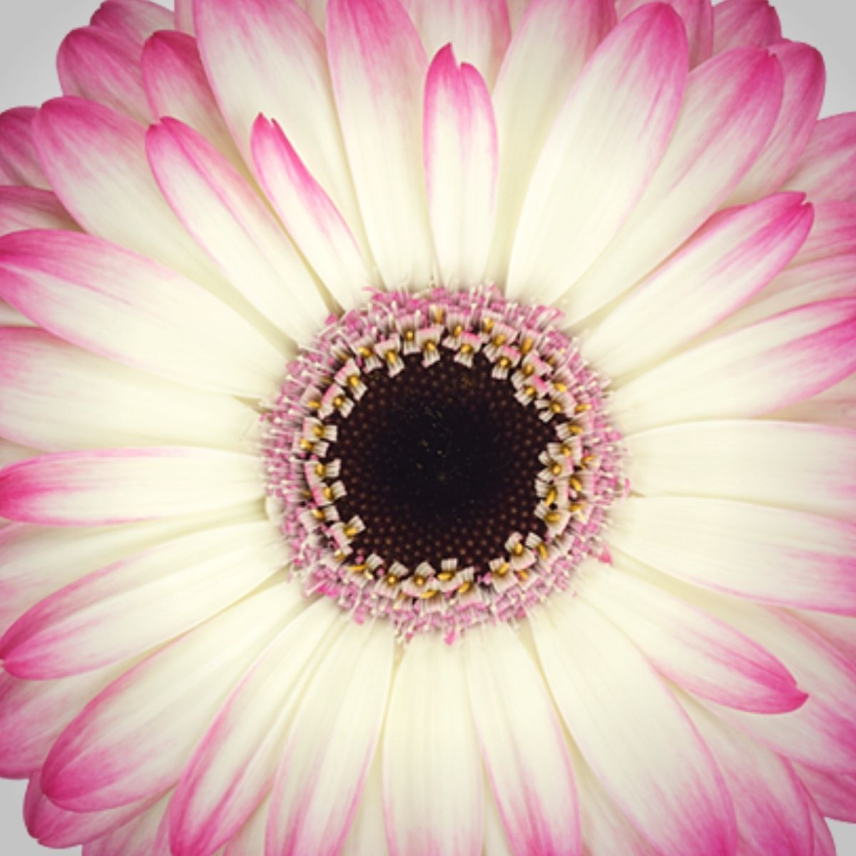 Gerbera Mandala®