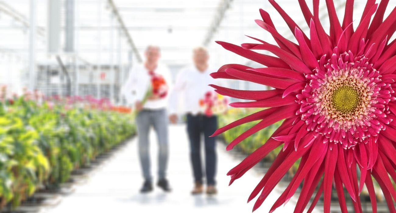 Gerbera Pasta Piccata®