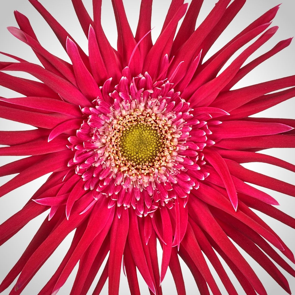 Gerbera Pasta Piccata® - Product on Thursd