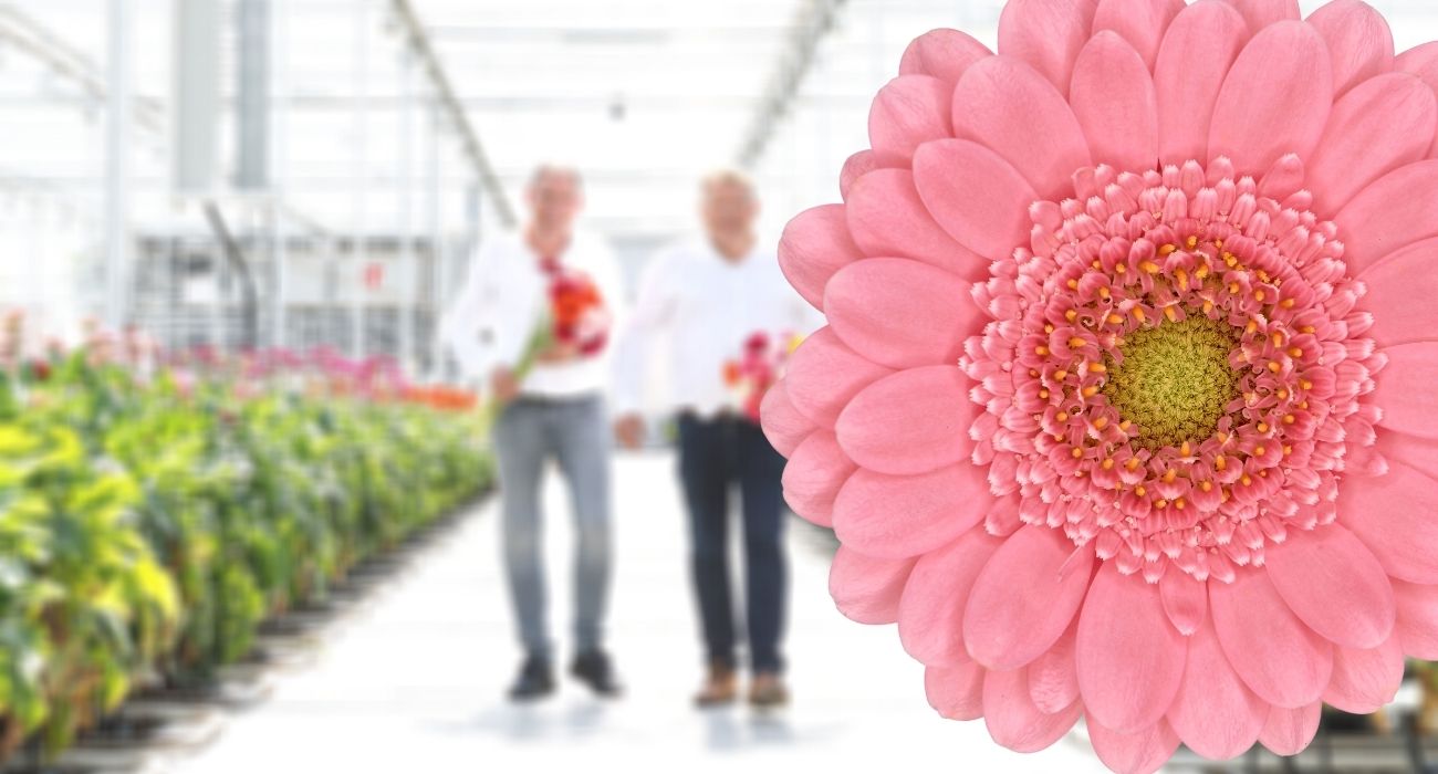 Gerbera Piccolini Bari® - Product onThursd