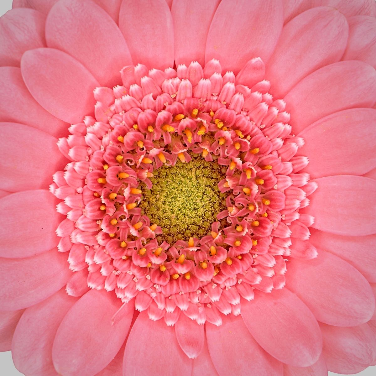 Gerbera Piccolini Bari® - Product on Thursd