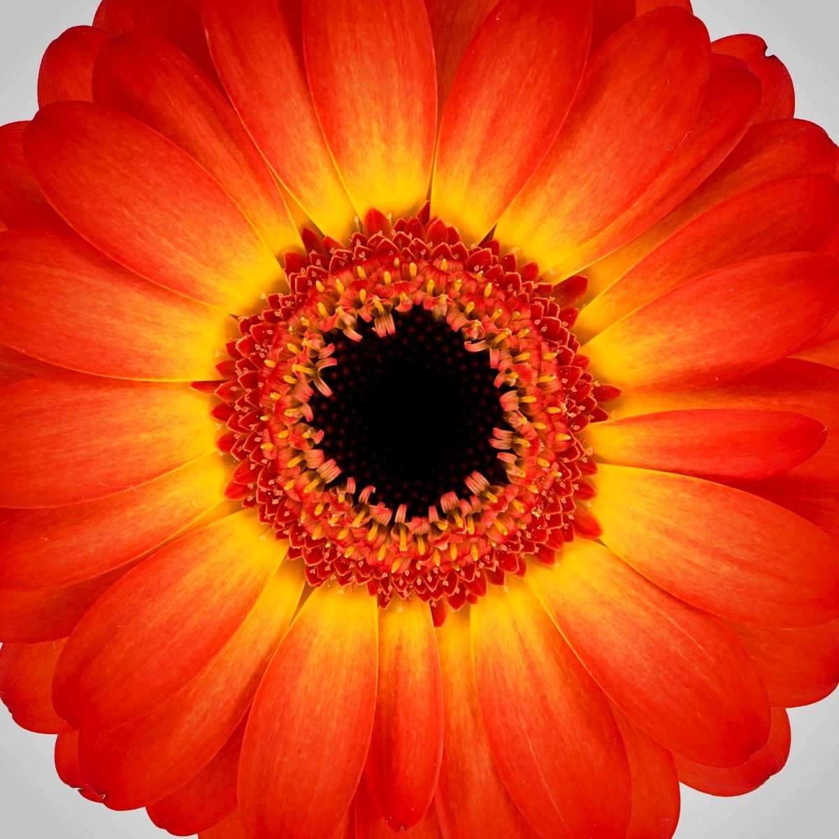 Gerbera Flamazing®