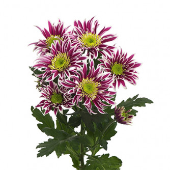 Chrysanthemum Saba