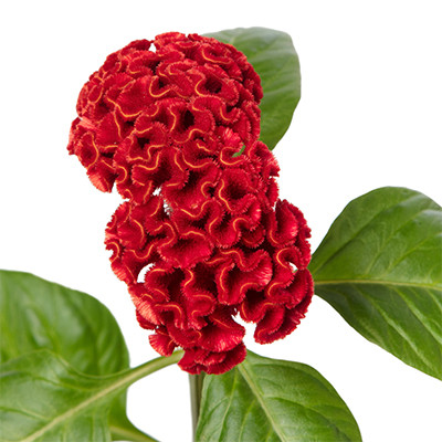 Celosia Act Diva