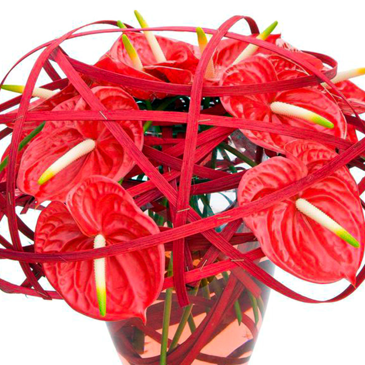 Anthurium Tropical | Product Featured on Thursd.com