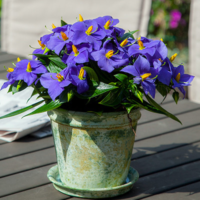 Exacum Affine Sapphire