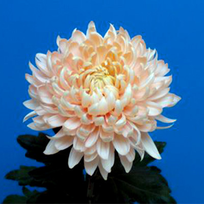 Chrysanthemum Avignon - Product Featured on Thursd.com