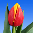 Tulip Rambo | Product Featured on Thursd.com