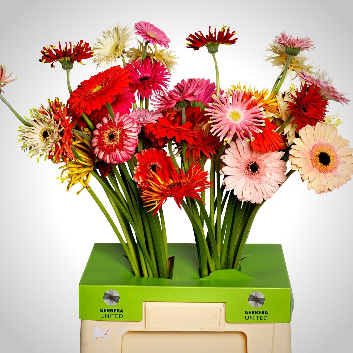 Gerbera Crazy Mix®