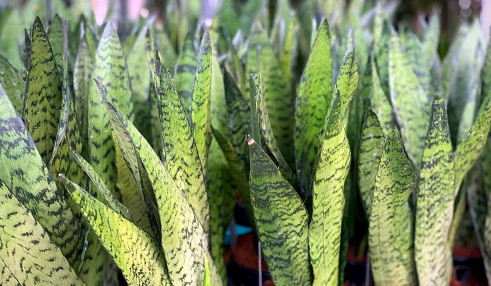 Sansevieria Zeylanica