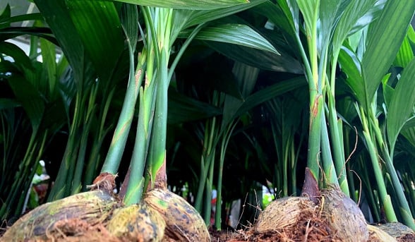 Areca Catechu | Product Featured on Thursd.com