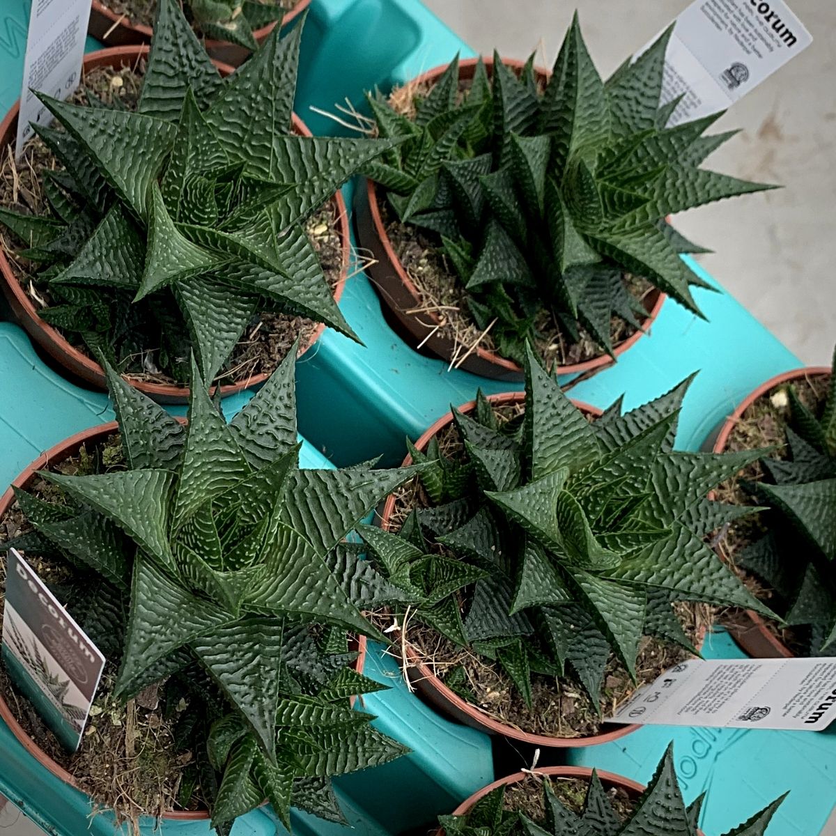 Haworthia Limifolia