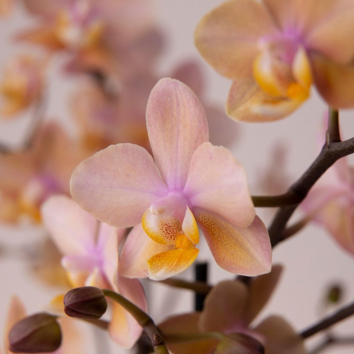 Perfium Scented Orchids | Product Featured on Thursd.com