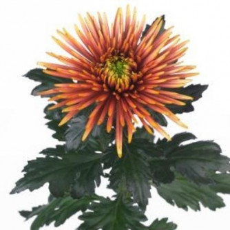 Chrysanthemum Saffina Dark