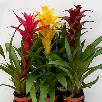 Bromelia Guzmania Mix | Product Featured on Thursd.com