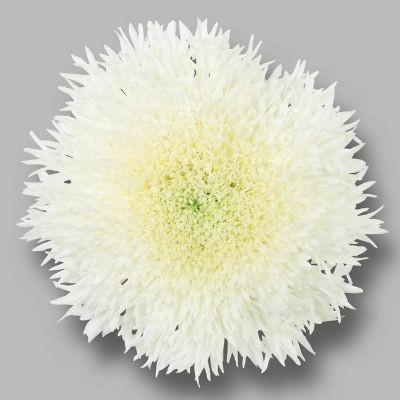 Chrysanthemum Etrusko White - Thursd