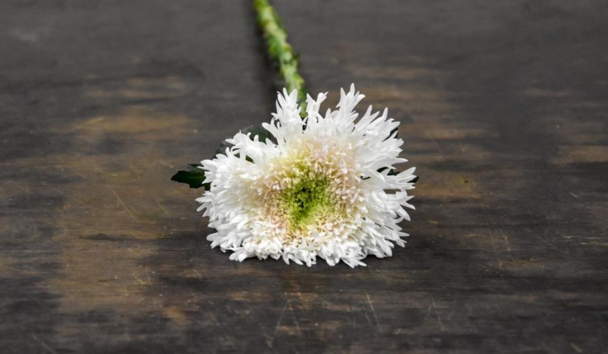 Chrysanthemum Etrusko White