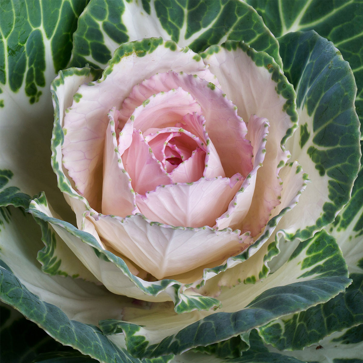Brassica Oleracea Empire Akilina | Product Featured on Thursd.com