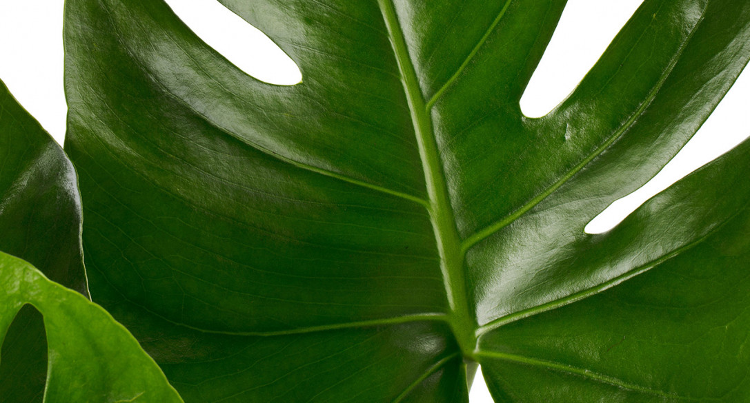Monstera Deliciosa Tauerii | Product Featured on Thursd.com