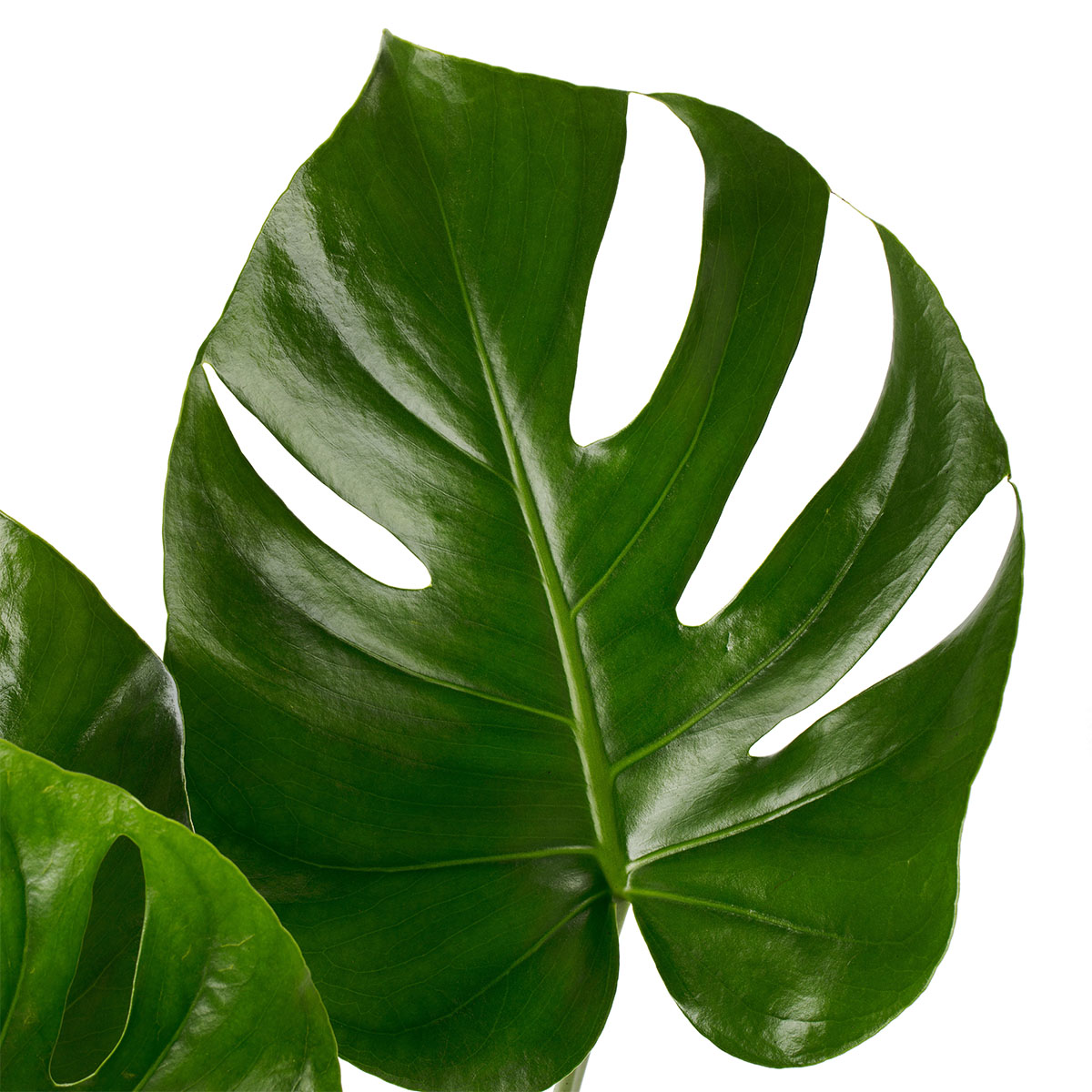 Monstera Deliciosa Tauerii | Product Featured on Thursd.com