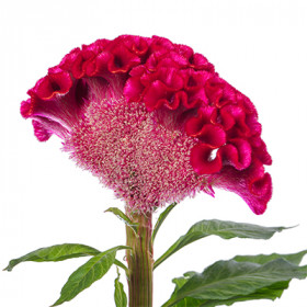 Products Archive - Thursd - Thursd