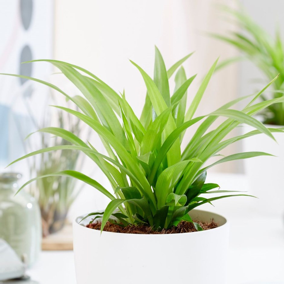 VDE Plant - Grower featured on Thursd