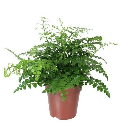 Asplenium Parvati