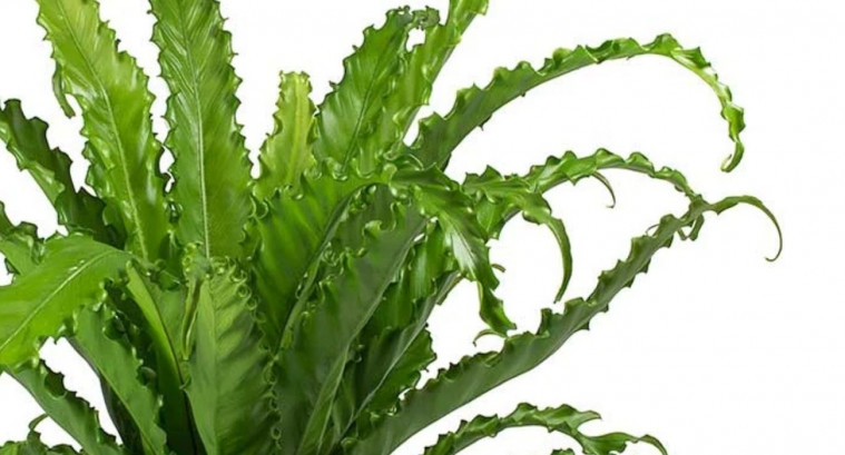 Asplenium Osaka