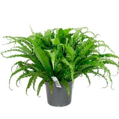 Asplenium Osaka - Product on Thursd