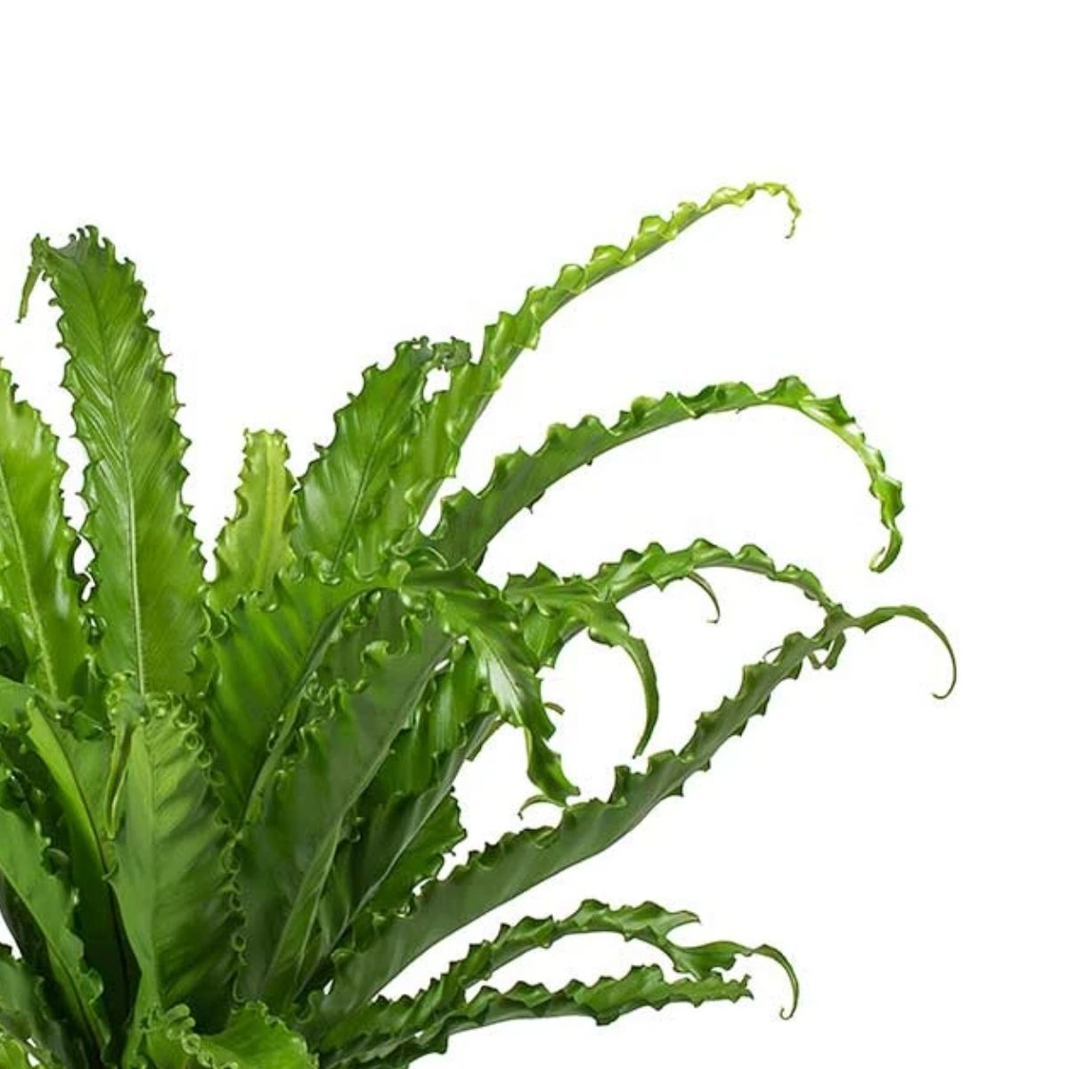 Asplenium Osaka