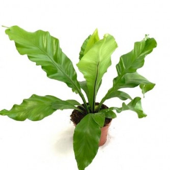 Asplenium Nidus
